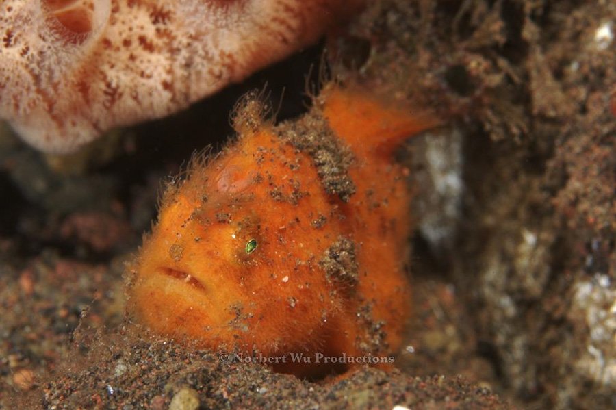 Norbert Wu Photo Gallery - diving4images.com