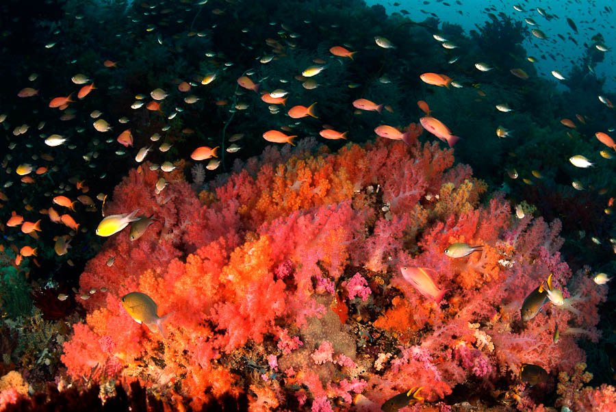 Norbert Wu Photo Gallery - diving4images.com